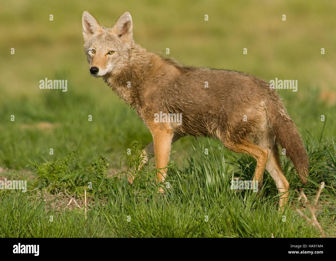 The U.S. Fish and Wildlife Service manages diverse ecosystems across ...