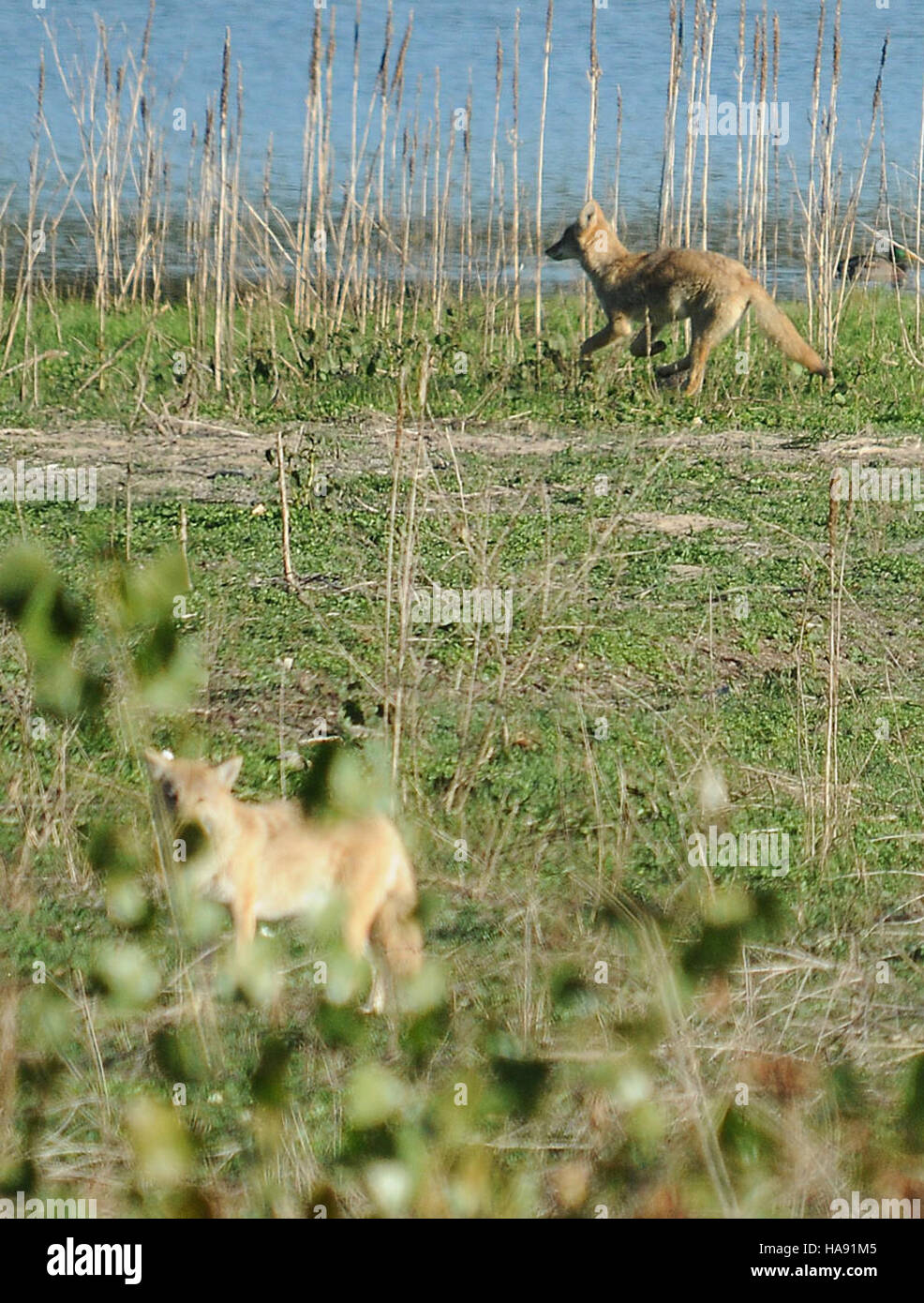 usfwsmtnprairie 4819443866 Coyote Pups Playing Stock Photo - Alamy