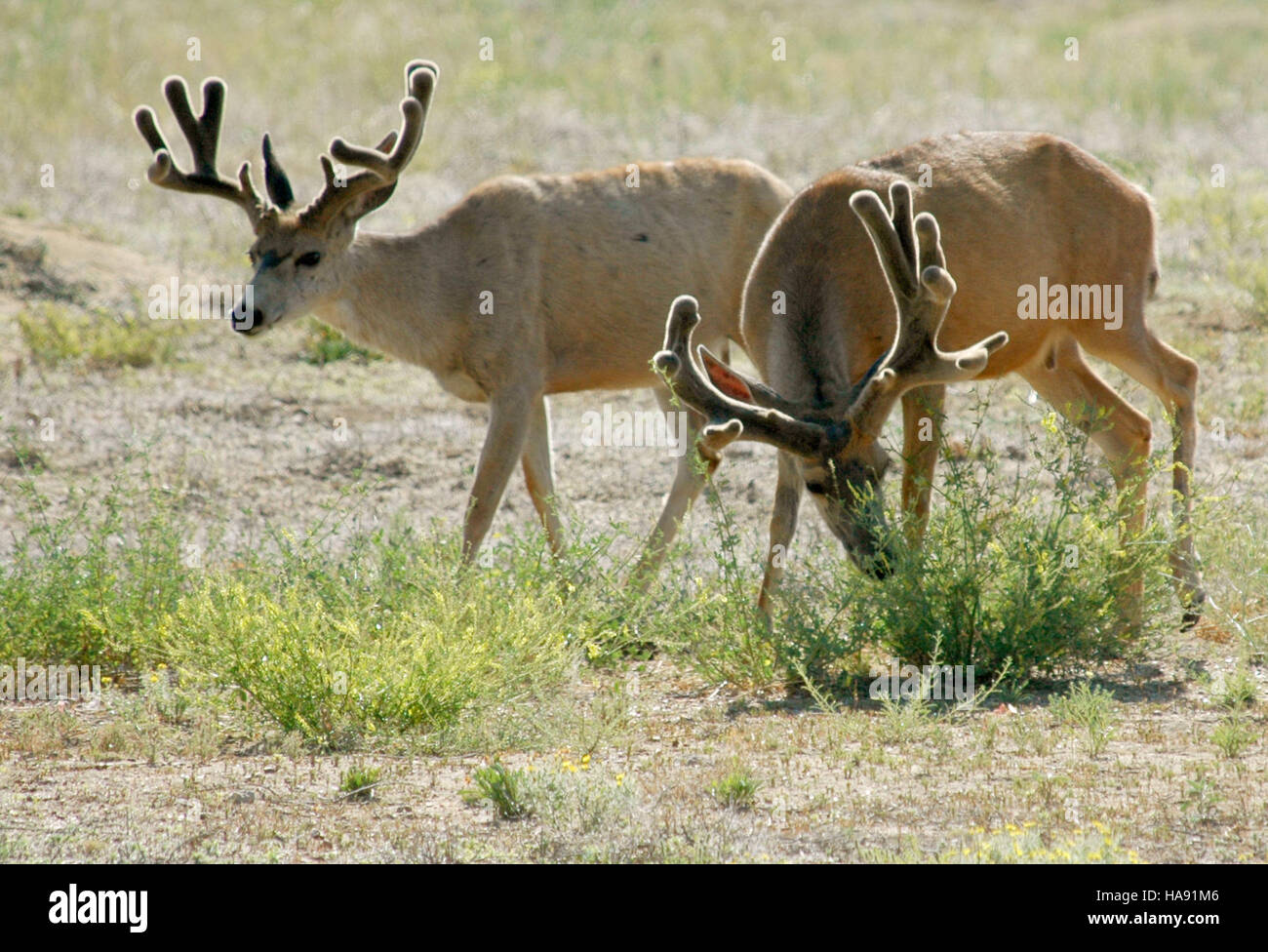 The image showcases a wildlife species with velvet antlers in a ...