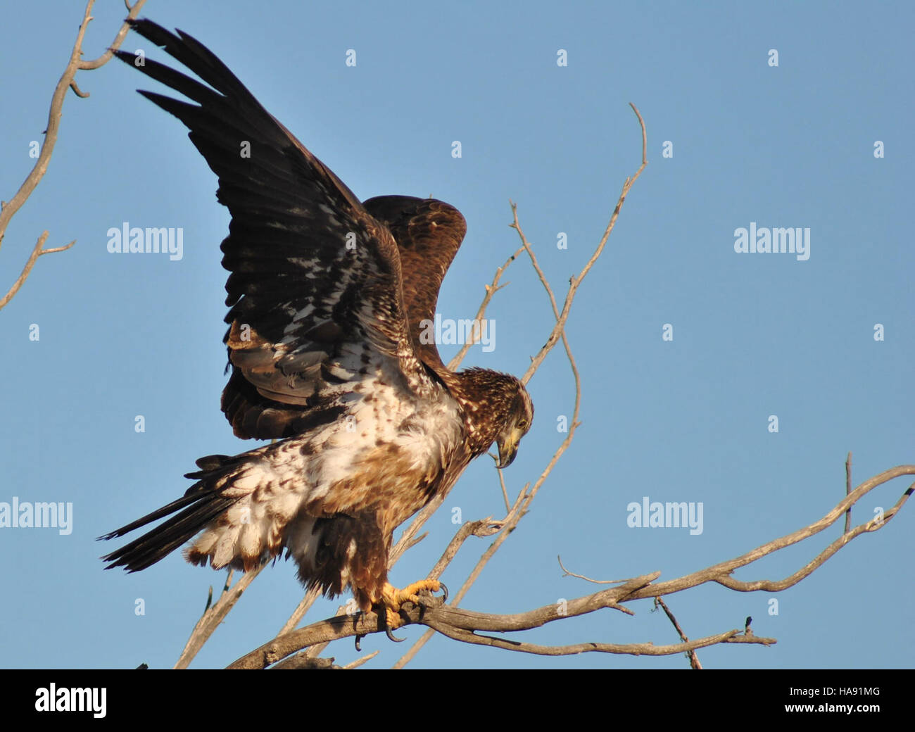 This image captures an immature bald eagle landing, showcasing the ...