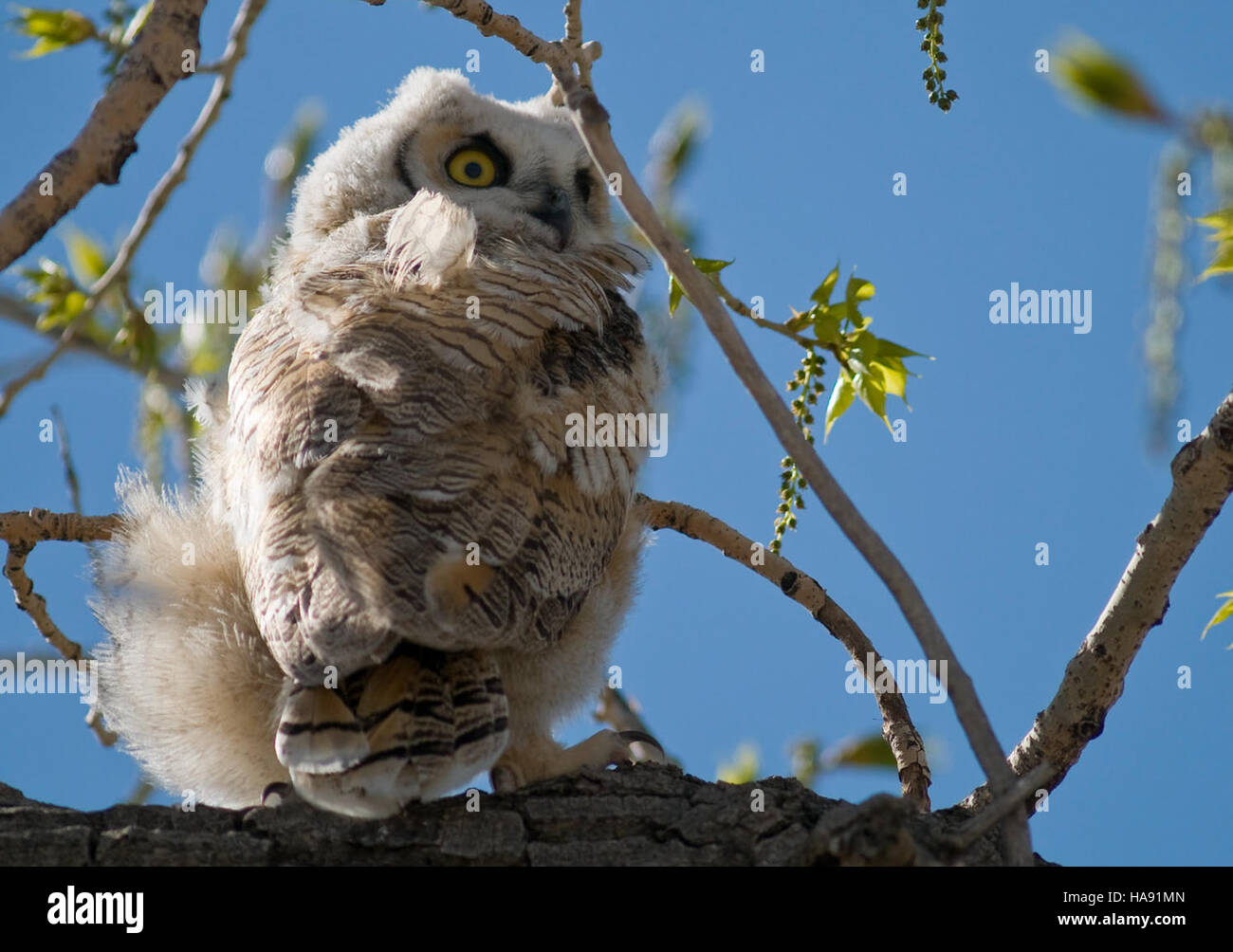A photograph of a Silent Hunter, a species of owl, in its natural ...