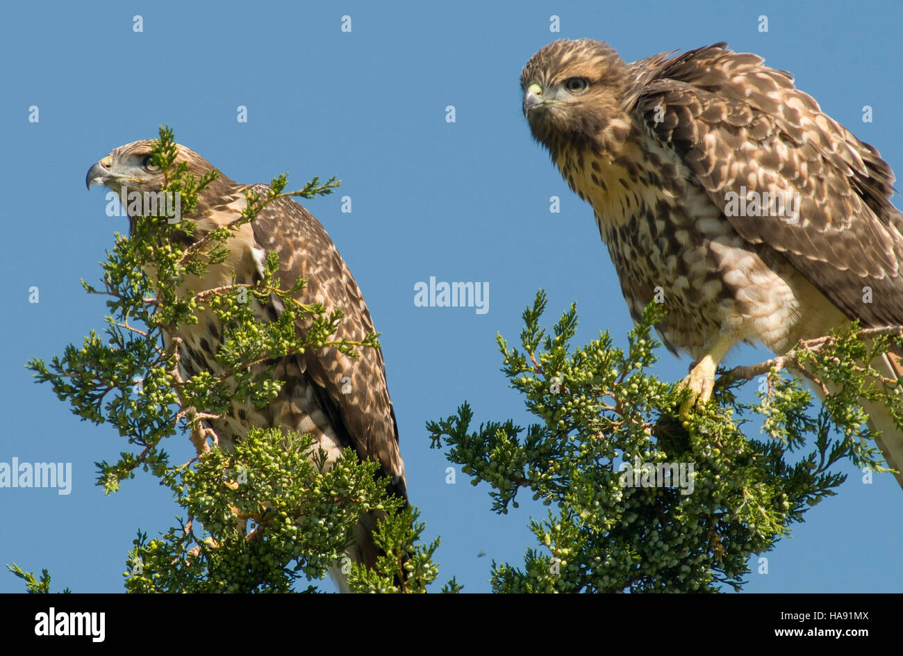 Perched species hi-res stock photography and images - Alamy