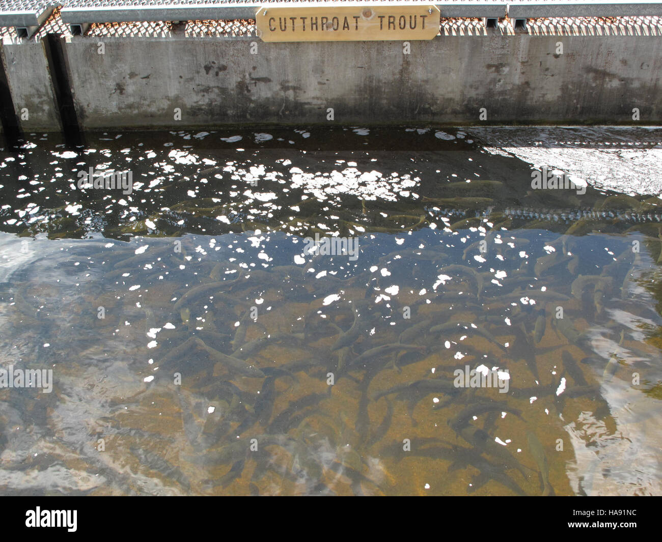 Leadville National Fish Hatchery, managed by the U.S. Fish and Wildlife ...