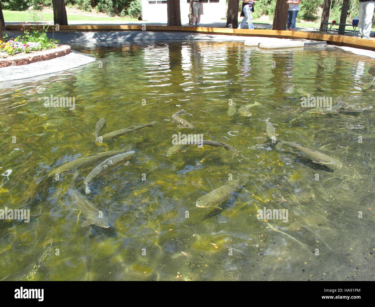 The Trout in Display Pond at National Park showcases native trout ...