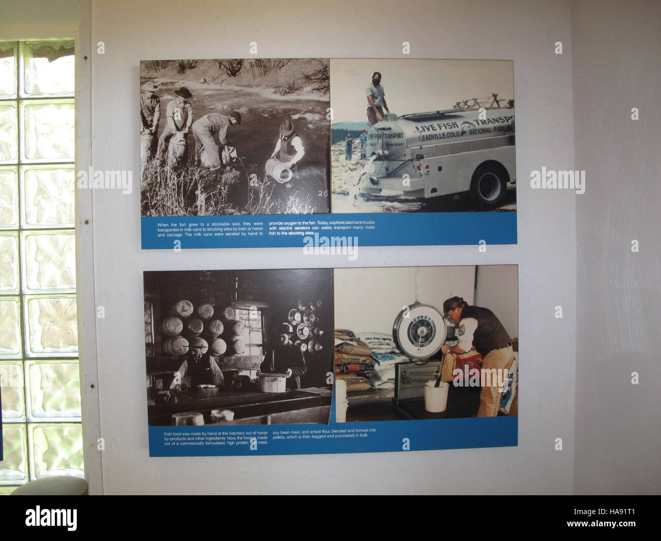 The Leadville National Fish Hatchery in Colorado plays a crucial role ...