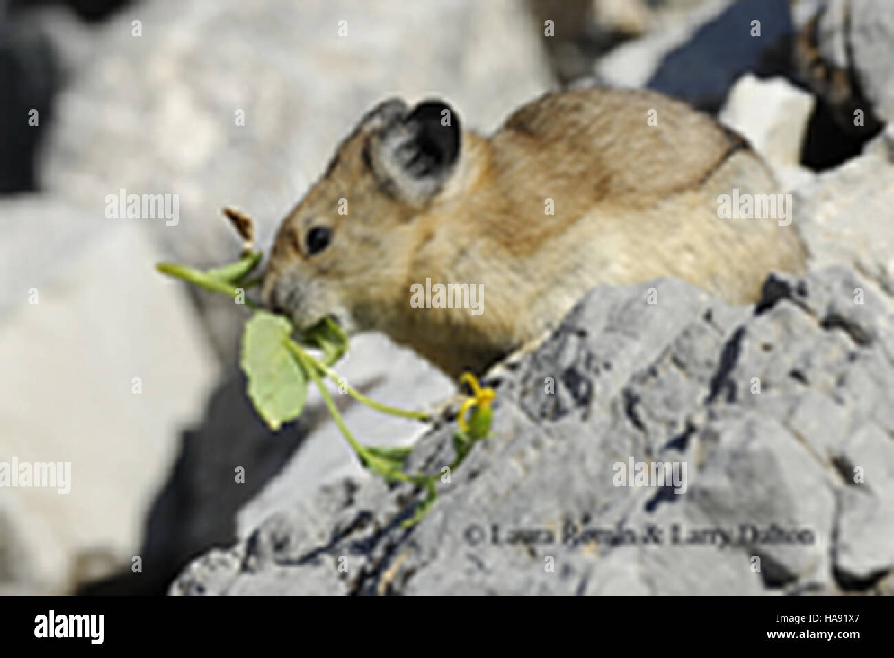Impacts of high temperature hi-res stock photography and images - Alamy