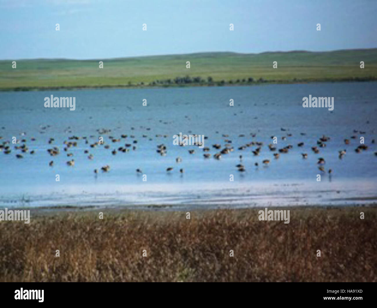 Waterfowl are observed on Lake Bowdoin, highlighting the importance of ...