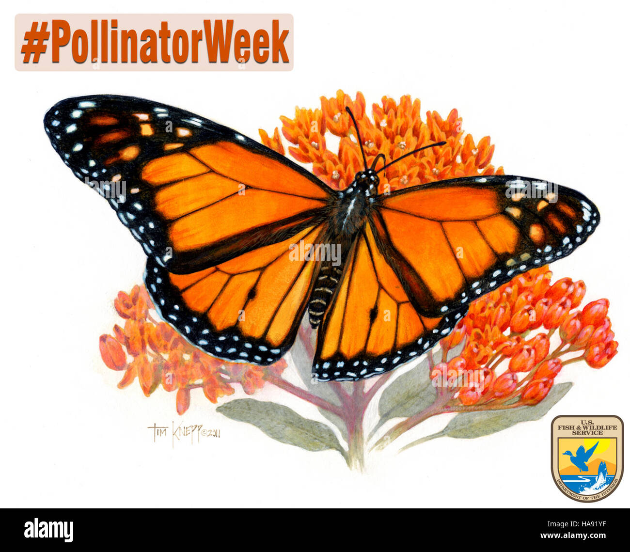 Butterfly in habitat Cut Out Stock Images & Pictures - Alamy