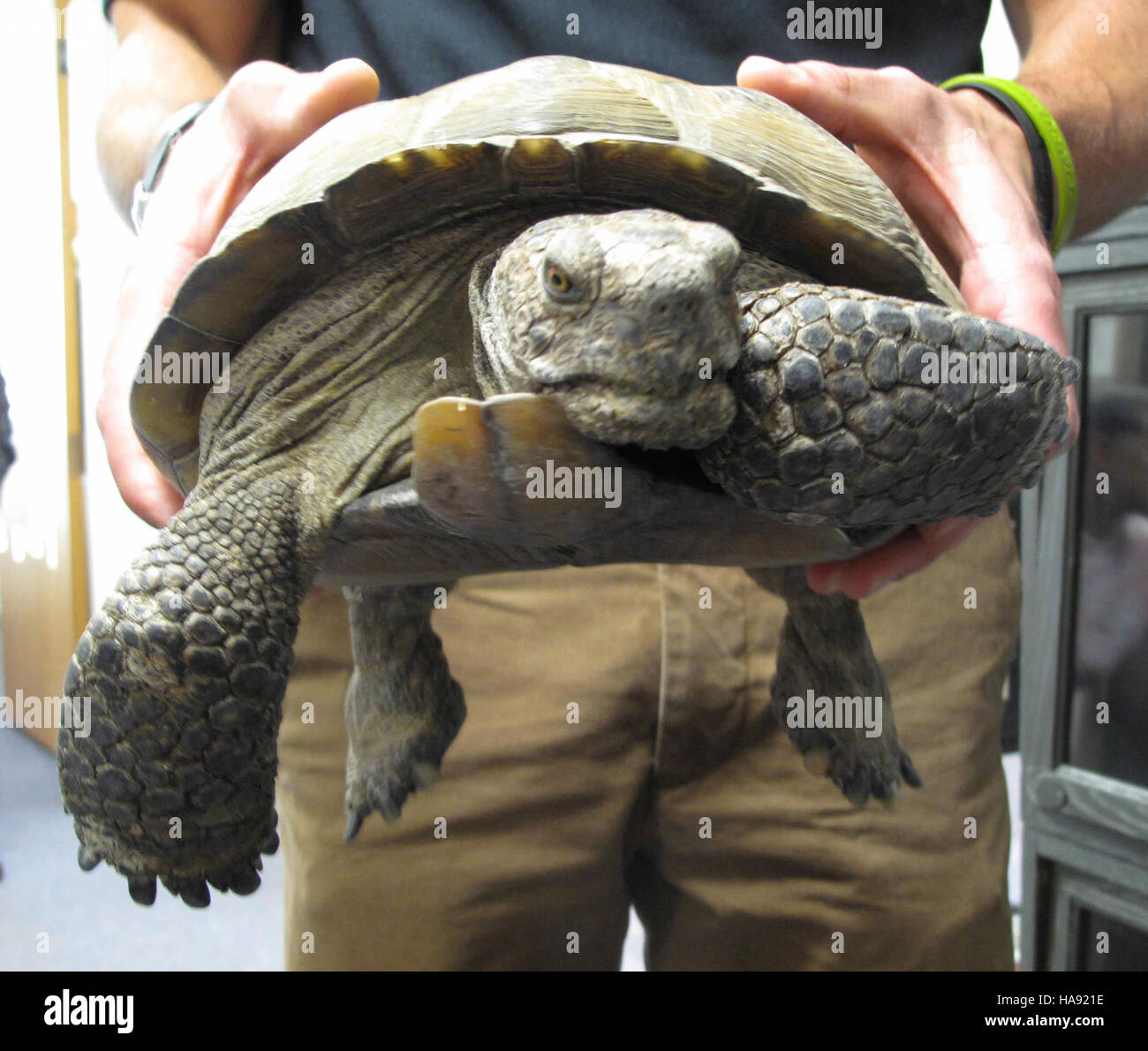 The Desert Tortoise, a species native to the southwestern U.S., is ...