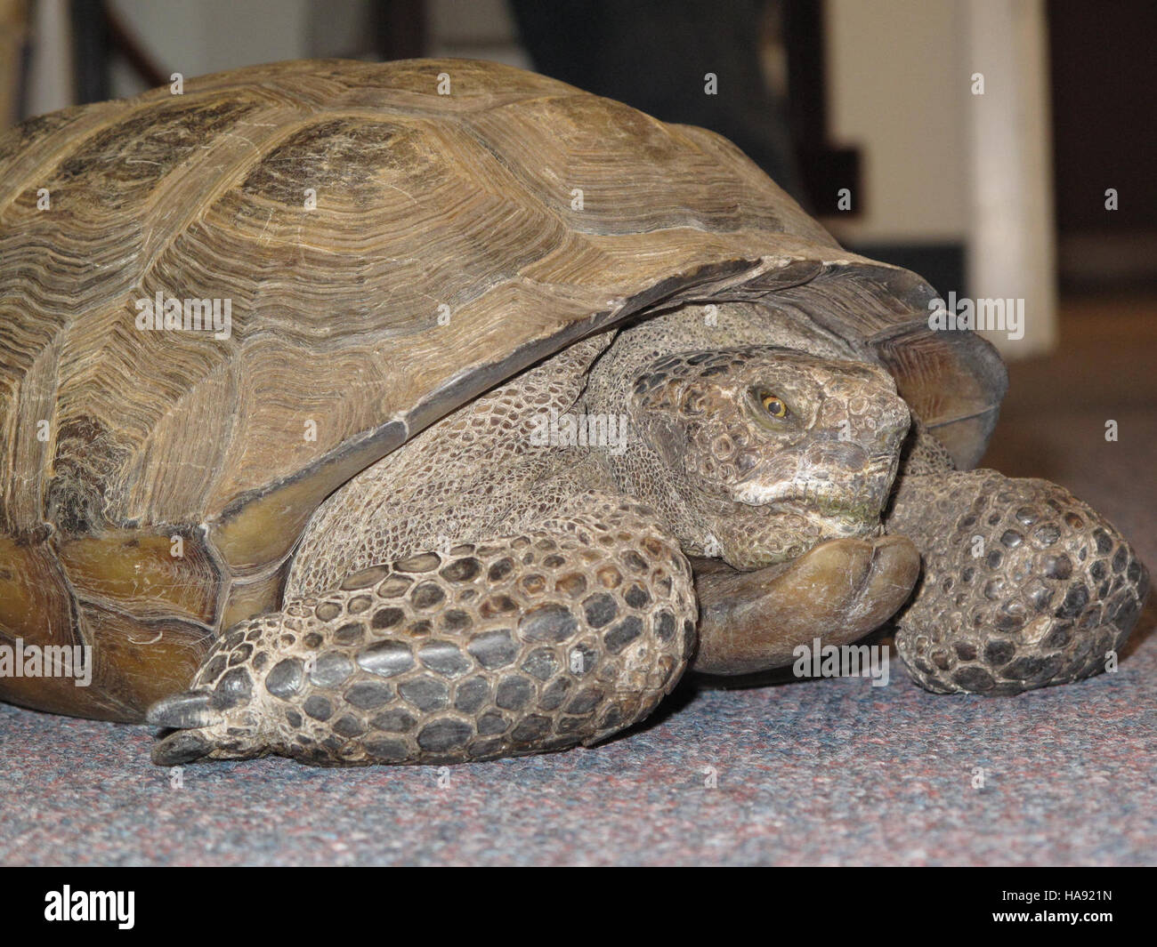 The Desert Tortoise, a protected species, faces threats from habitat ...