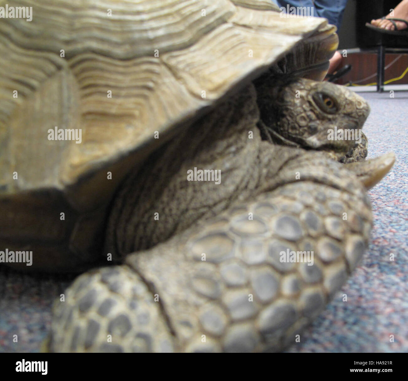 usfwsmtnprairie 5042377476 Crush the desert tortoise Stock Photo - Alamy
