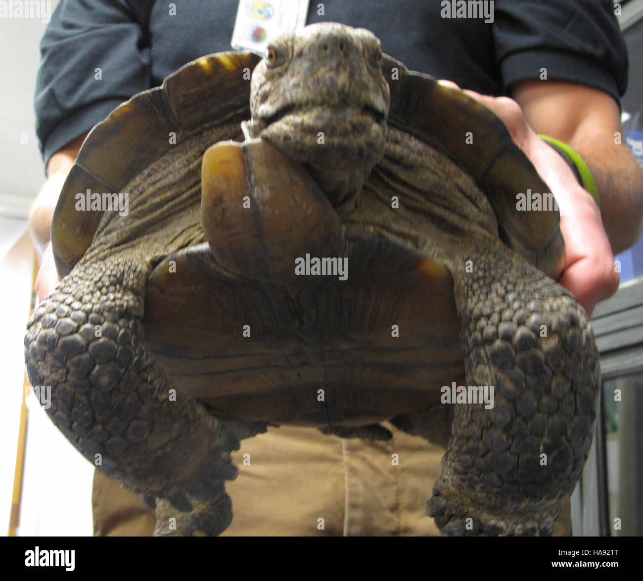 The desert tortoise, an endangered species found in the U.S. Southwest ...