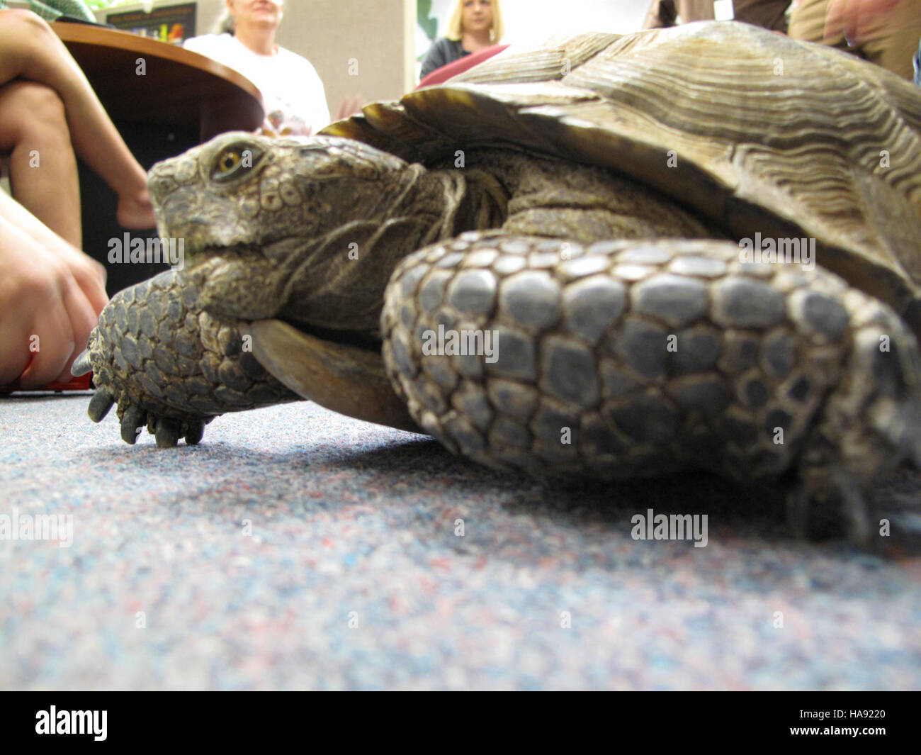 The desert tortoise, a species native to the American Southwest, faces ...