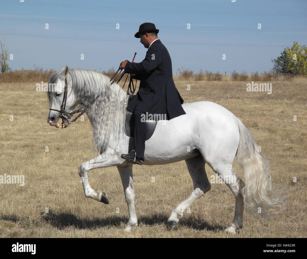 Dancing Horses High Resolution Stock Photography and Images - Alamy