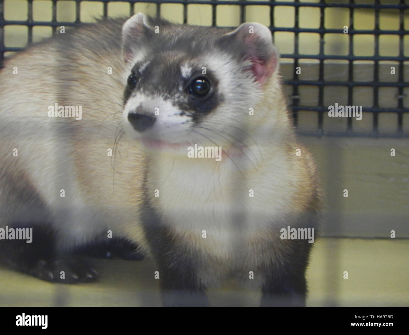 The Black-footed Ferret, an endangered species, has been reintroduced ...