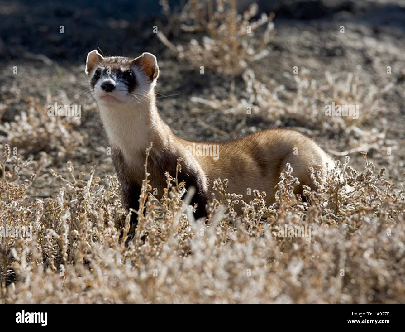 The National Black-footed Ferret Conservation Center plays a key role ...