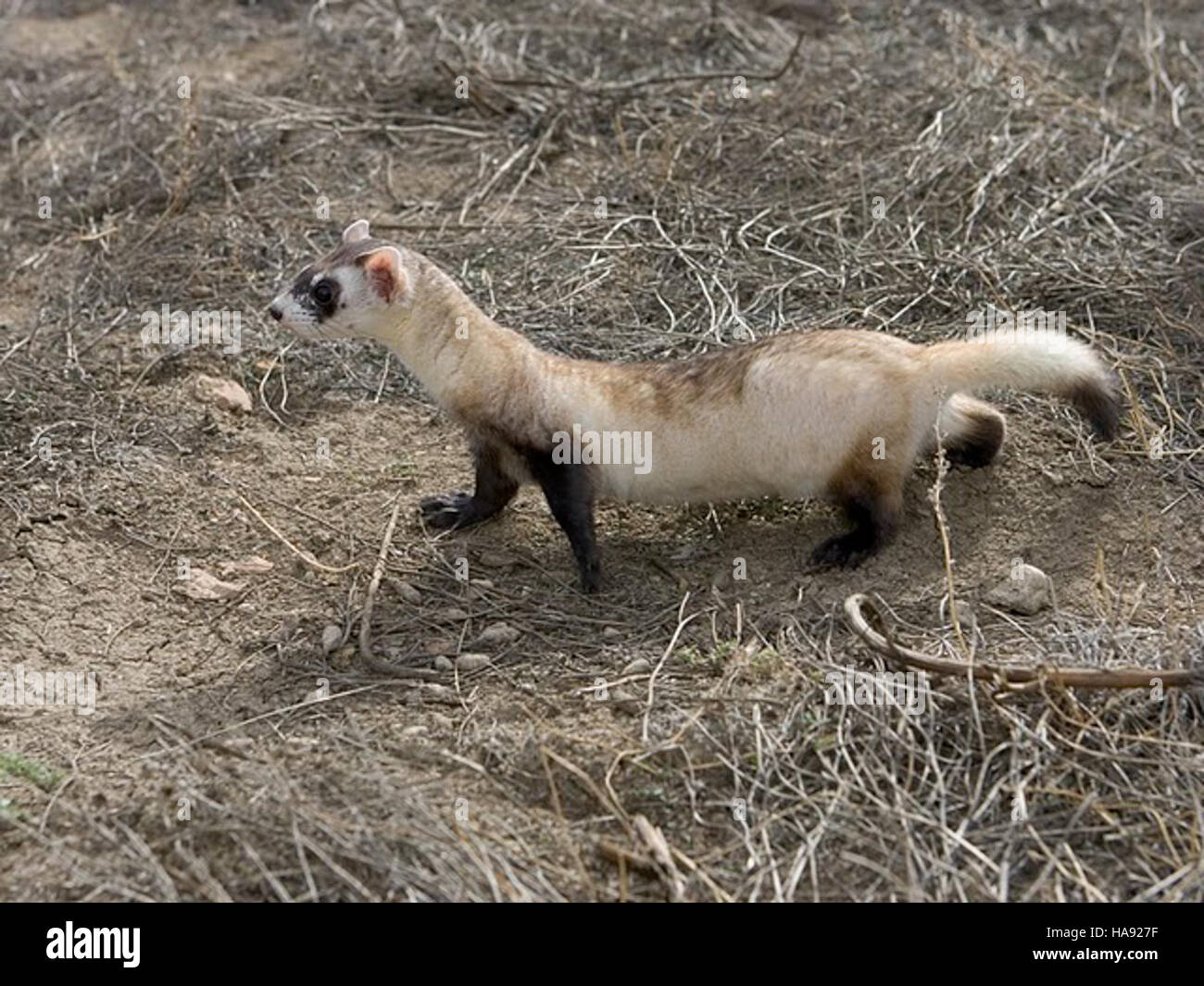 usfwsmtnprairie 5219325801 Black-footed Ferret Full Body Stock Photo ...