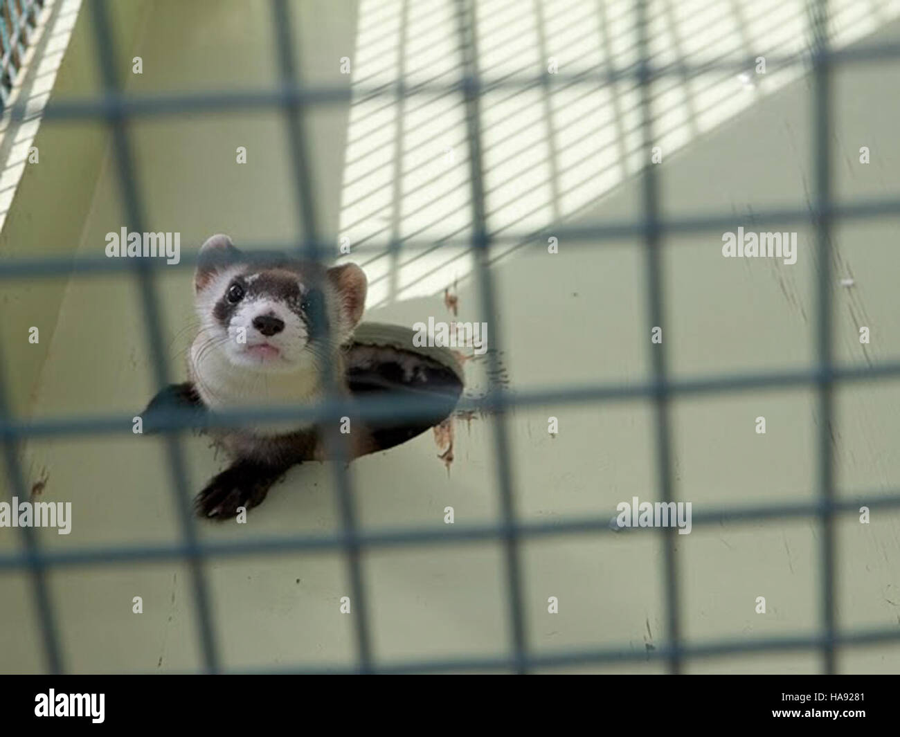 The National Black-footed Ferret Conservation Center works to preserve ...