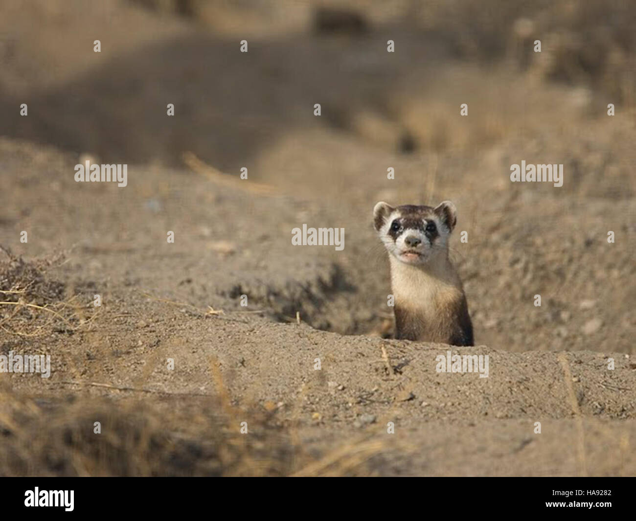 The Black-footed Ferret, an endangered species, is shown emerging from ...