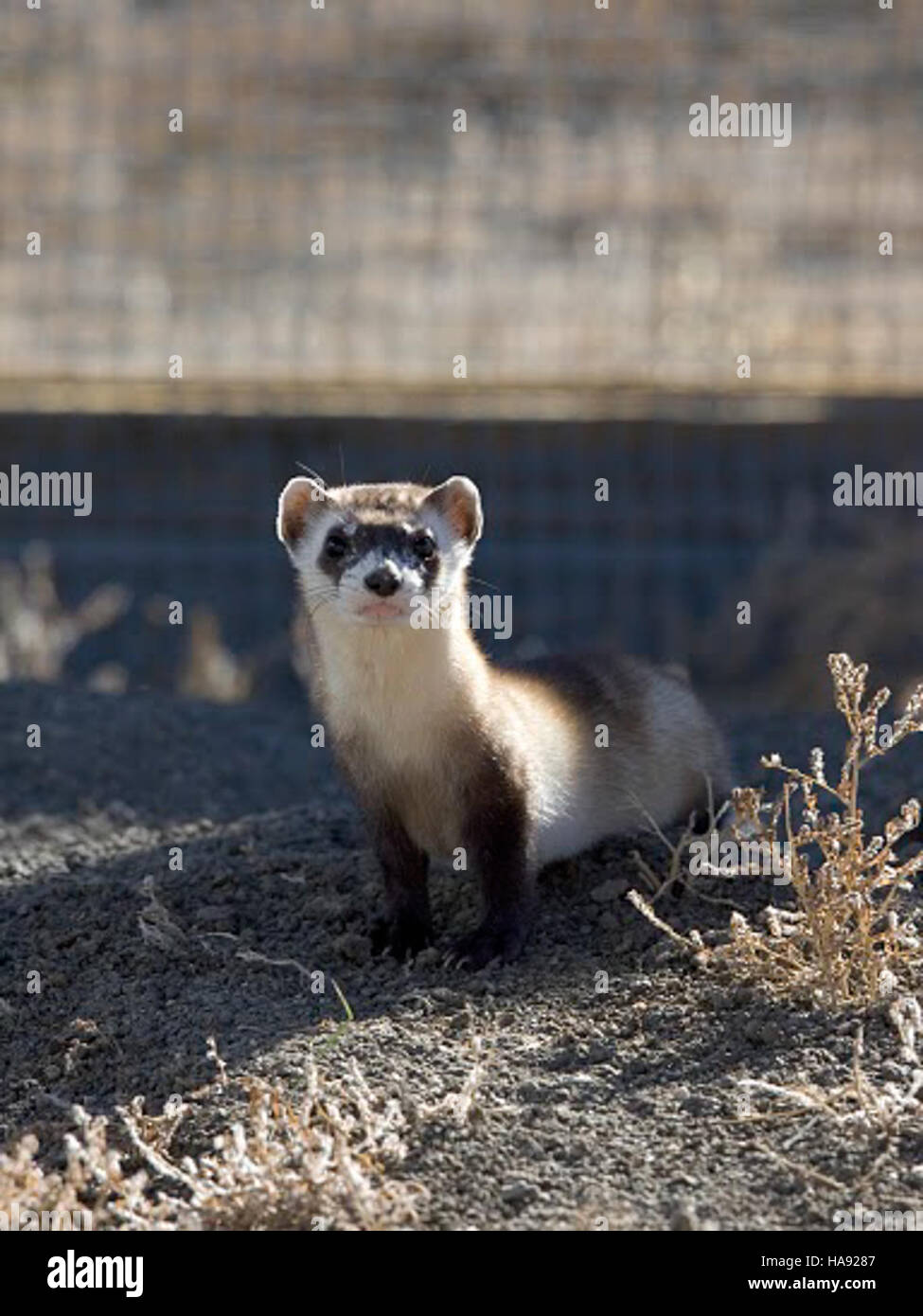 The Black-footed Ferret, an endangered species, is housed in a pen as ...