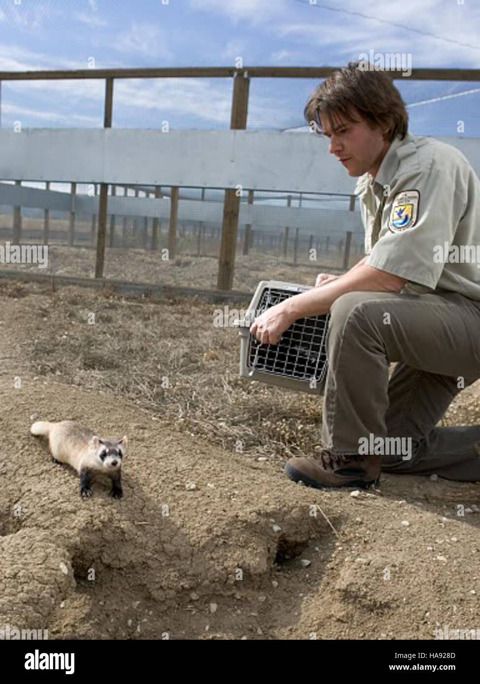 The Black-footed Ferret, an endangered species, thrives in national ...