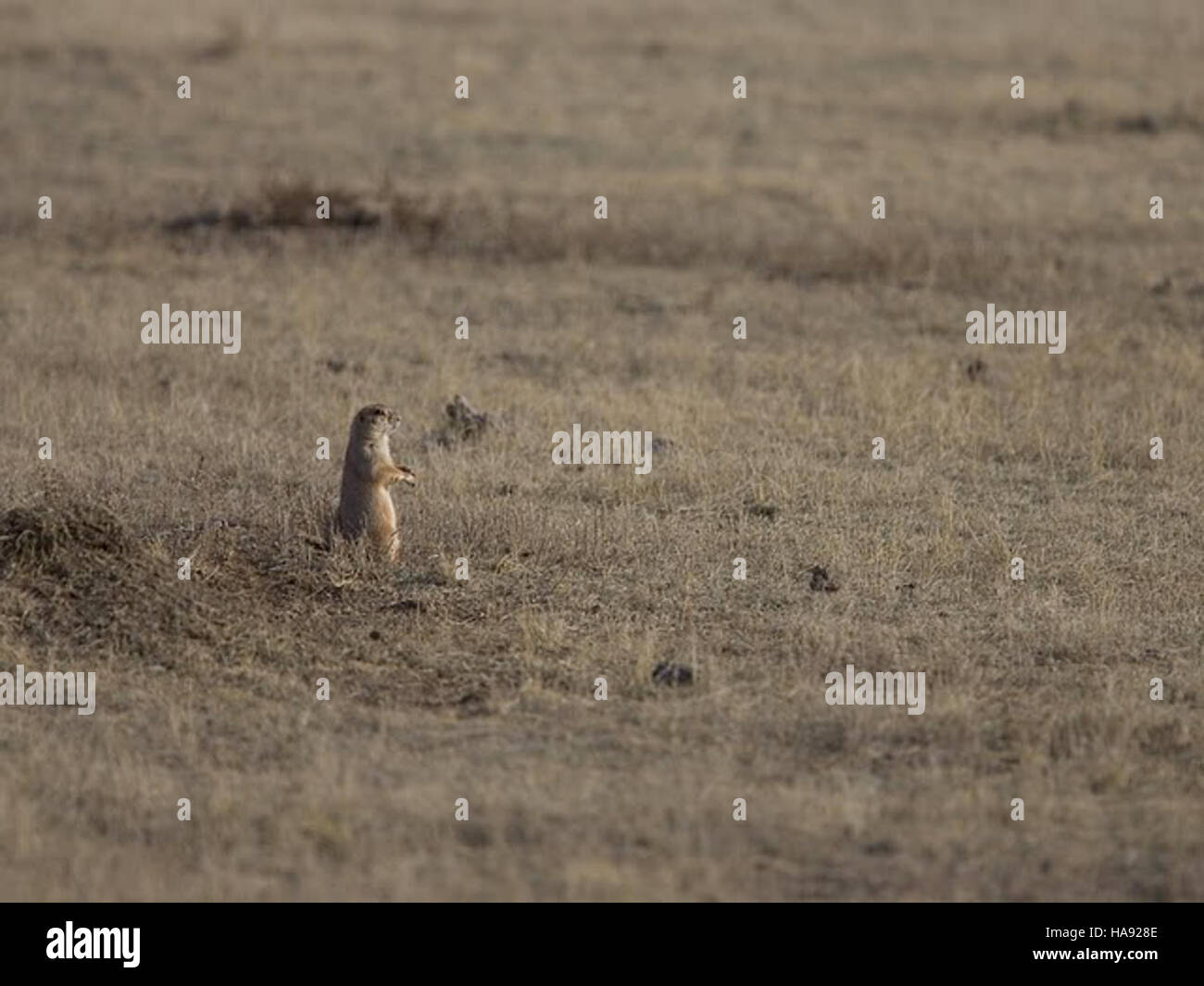 Prairie dogs are an integral part of grassland ecosystems, providing ...