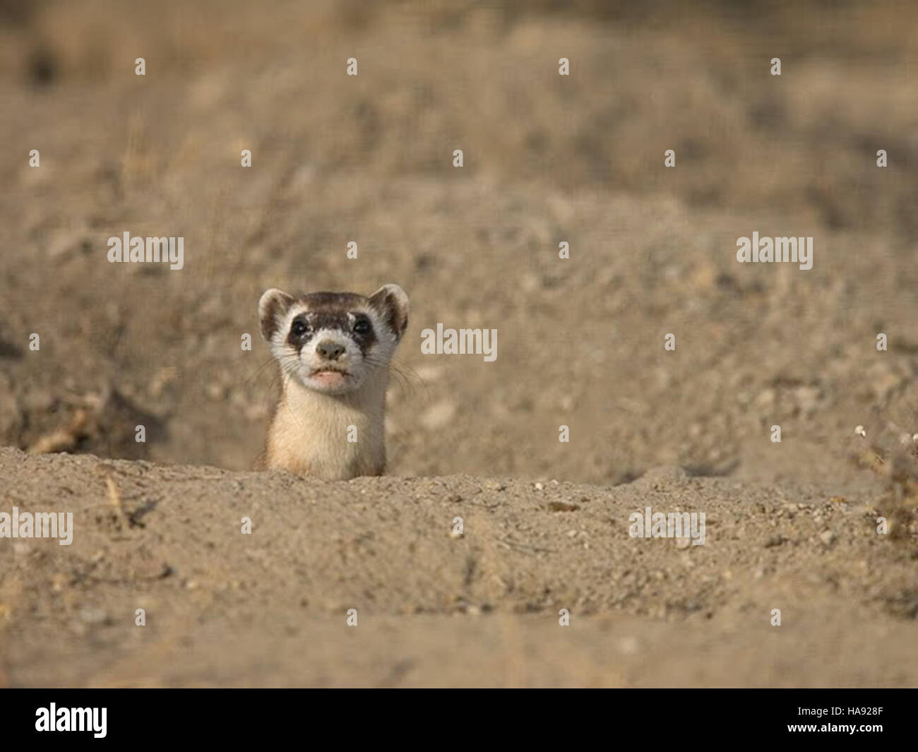 The black-footed ferret, an endangered species, is a focus of ...
