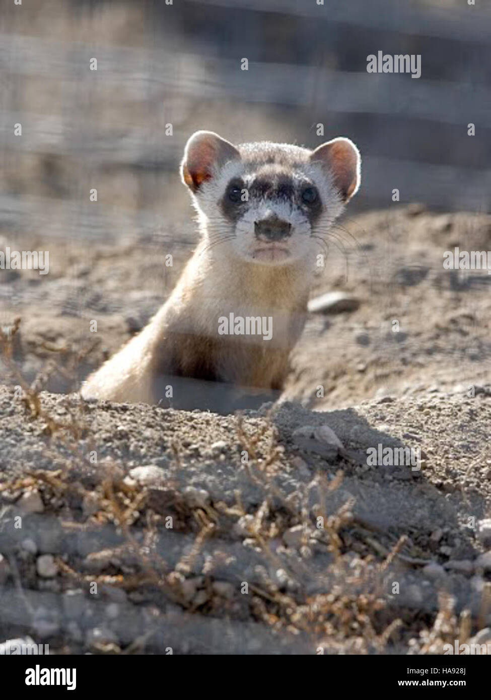 The National Black-footed Ferret Conservation Center focuses on the ...