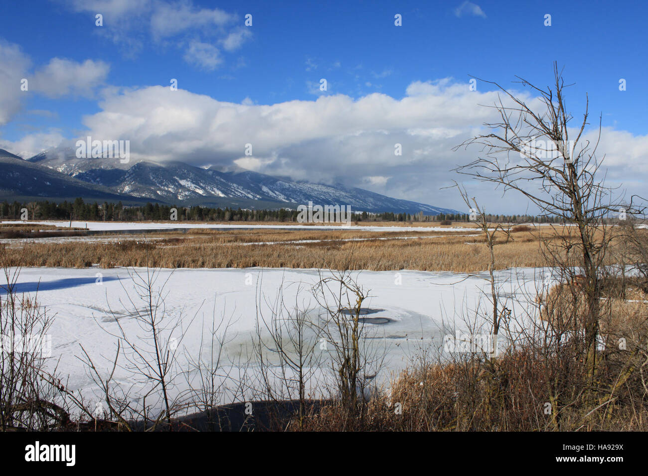 Frozen wetlands in the U.S. are a critical part of the ecosystem ...