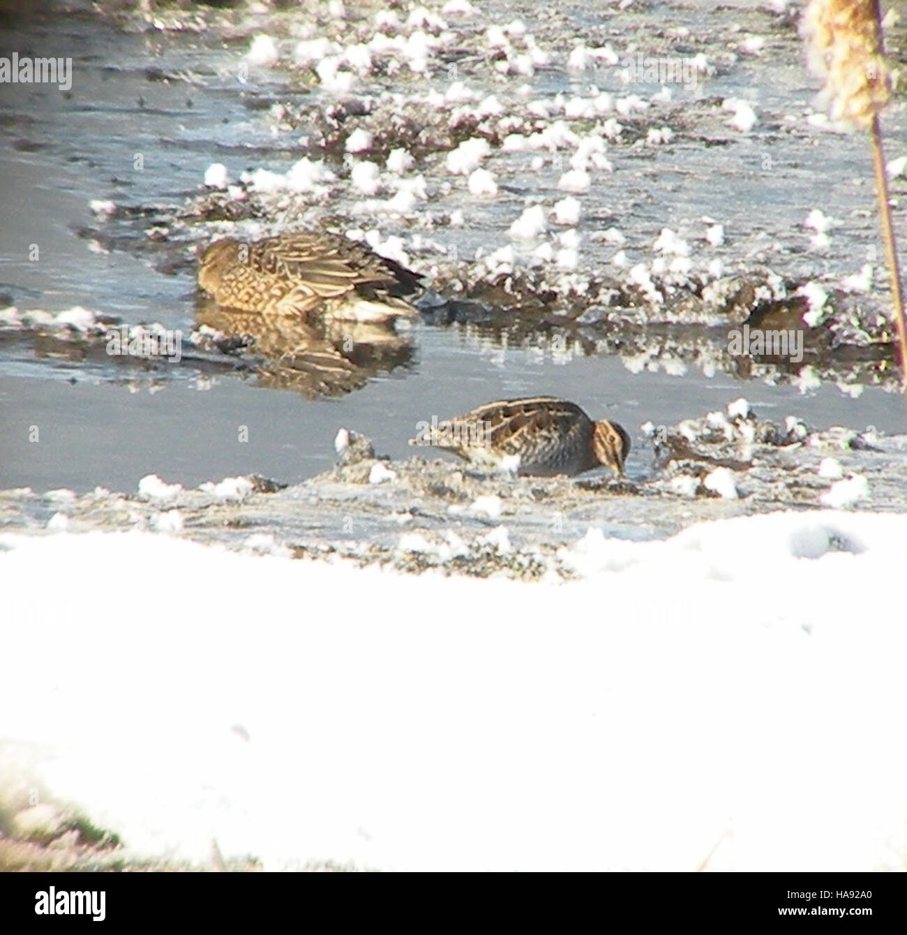 A Wilson's Snipe is pictured in a national park. This species, known ...