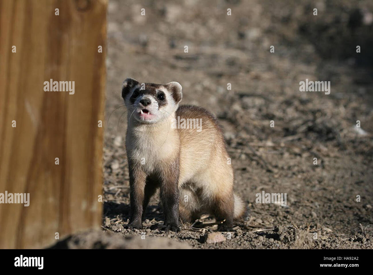 The black-footed ferret, a species protected under the U.S. Fish and ...