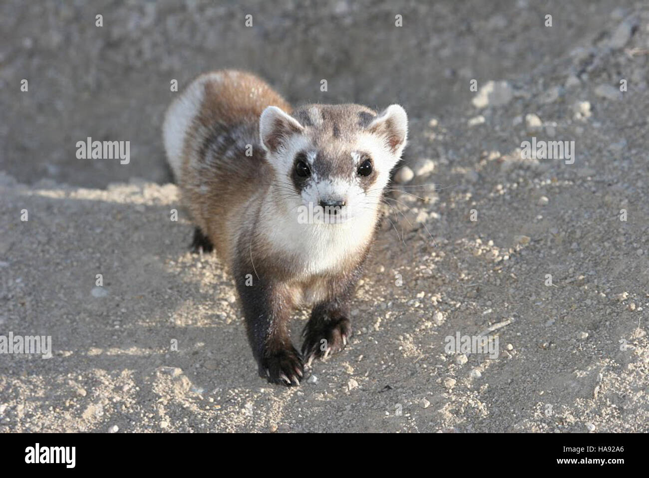 The Black-footed Ferret, an endangered species, is the focus of ...