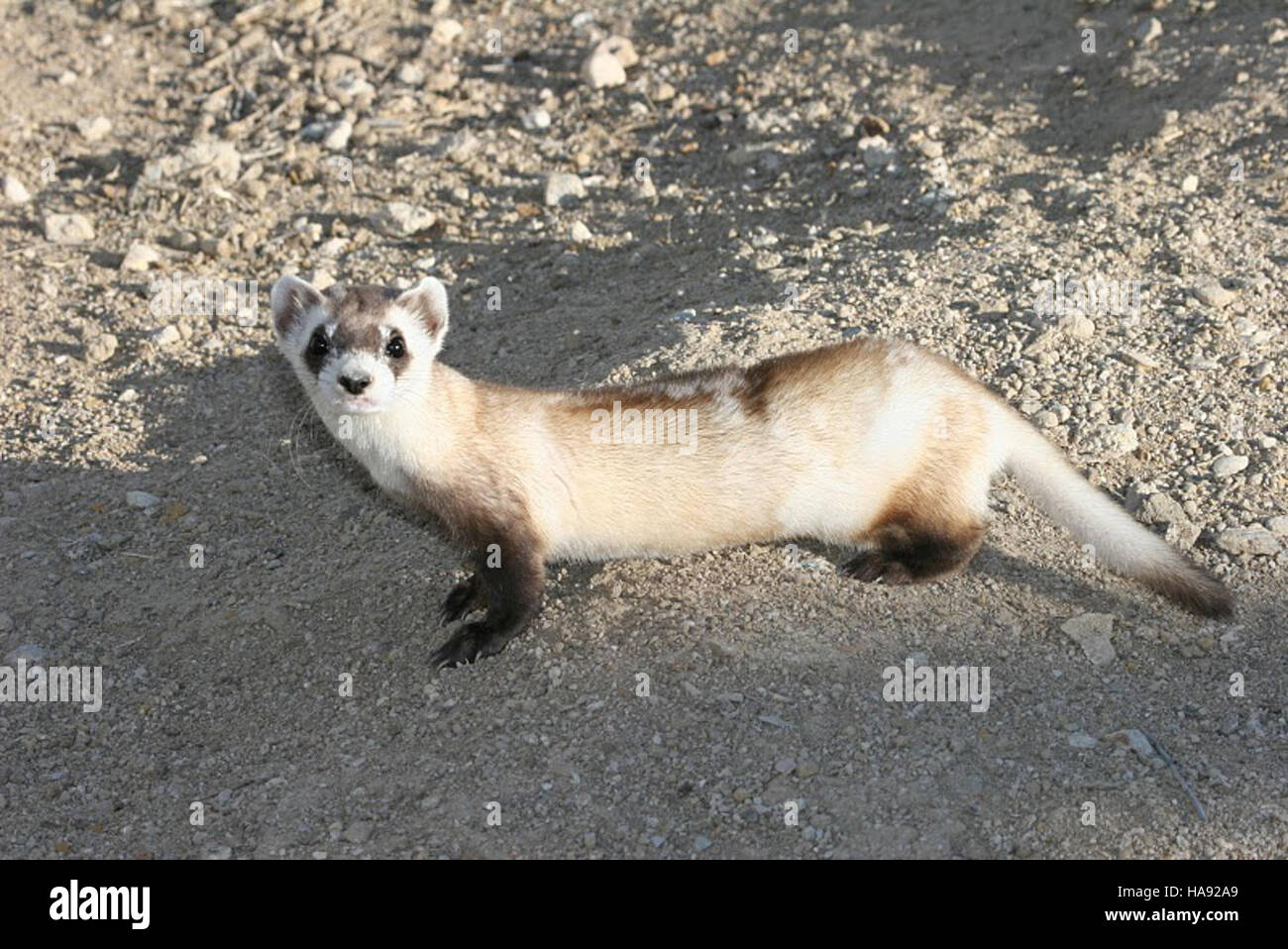 The black-footed ferret, an endangered species, is the focus of ...