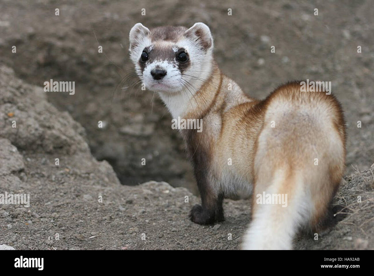 The black-footed ferret, a critically endangered species, is the focus ...