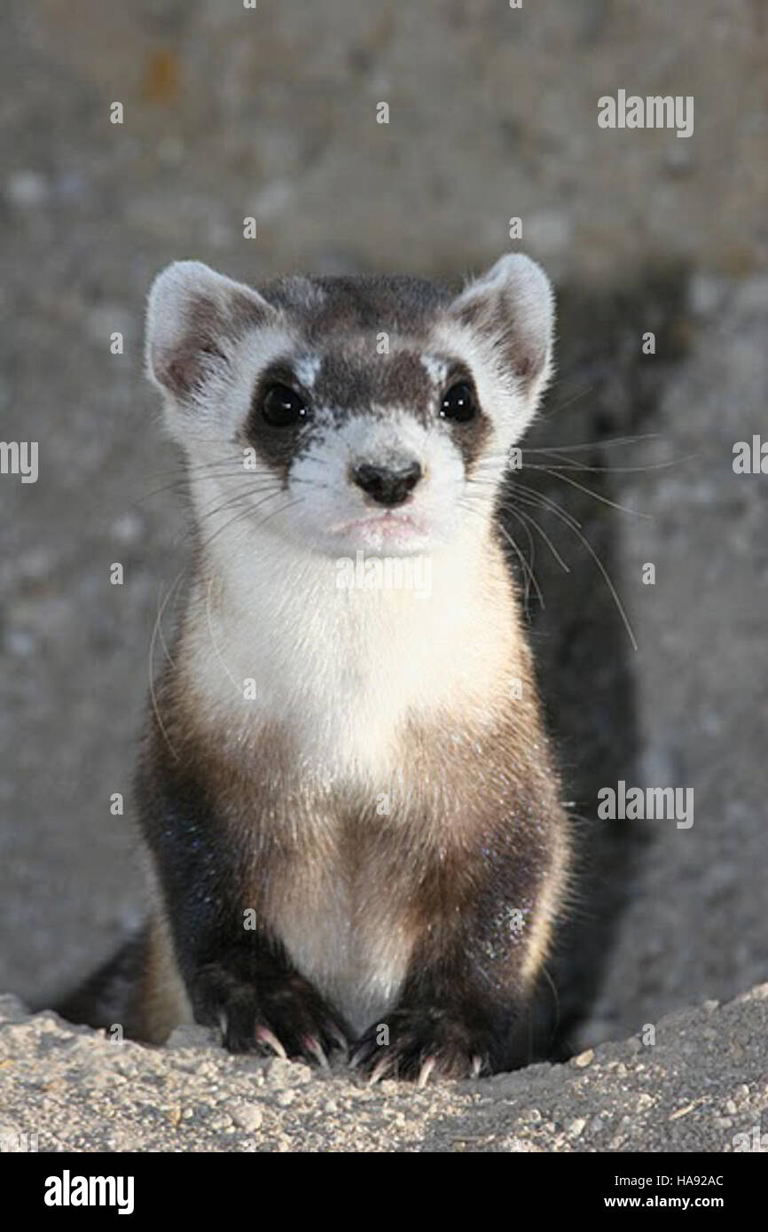 The Black-footed Ferret is an endangered species native to North ...