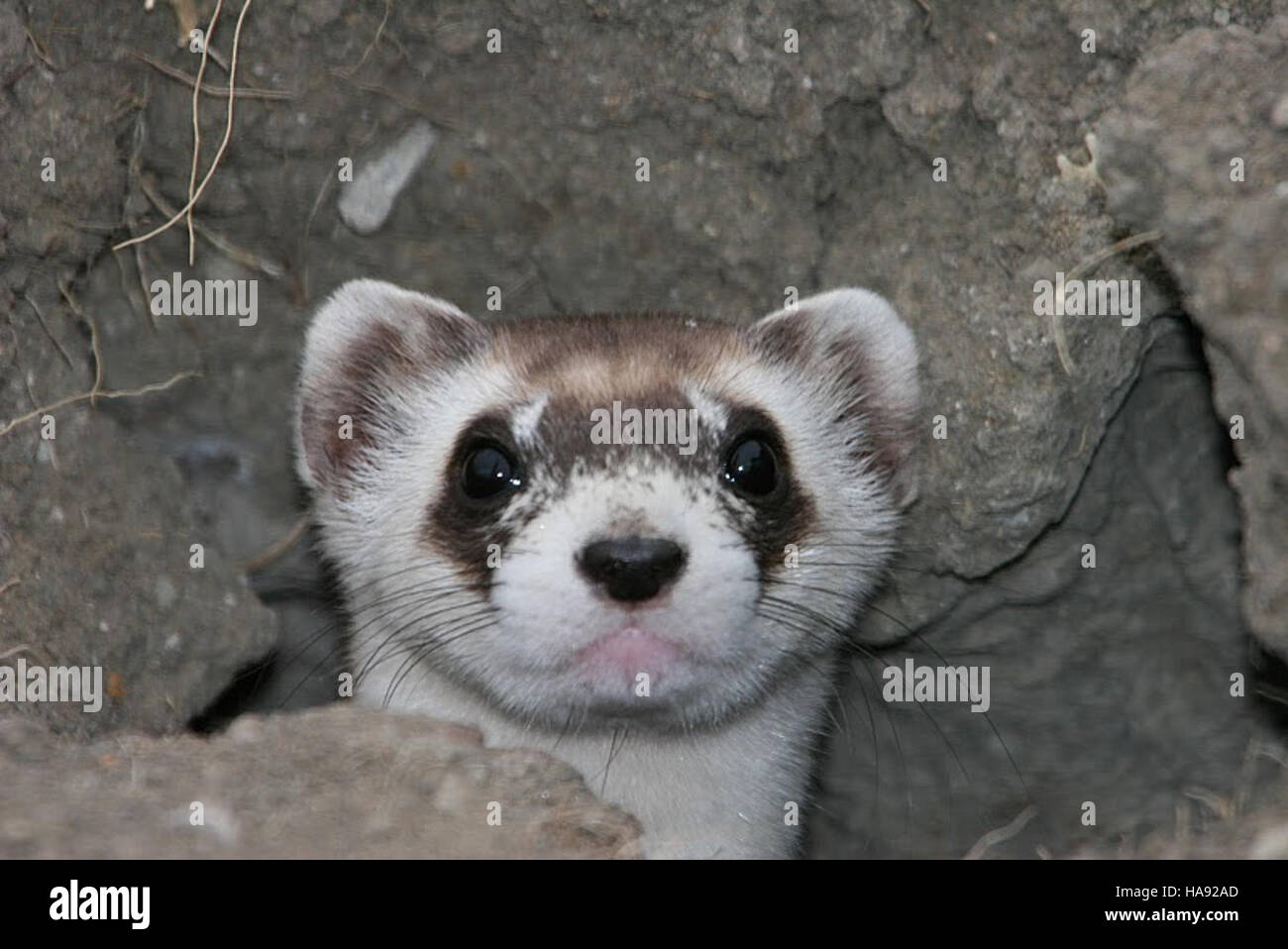 The black-footed ferret, an endangered species, is monitored and ...