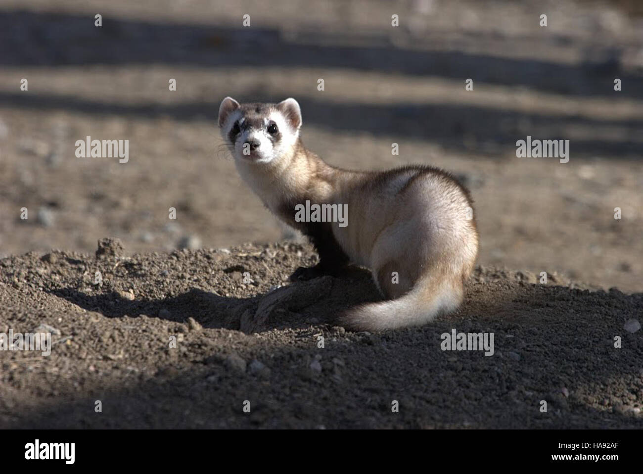 The Black-footed Ferret, an endangered species, is a focus of ...