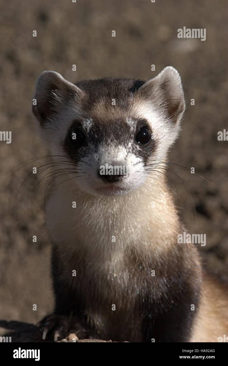 The Black-footed Ferret, one of North America's most endangered mammals ...