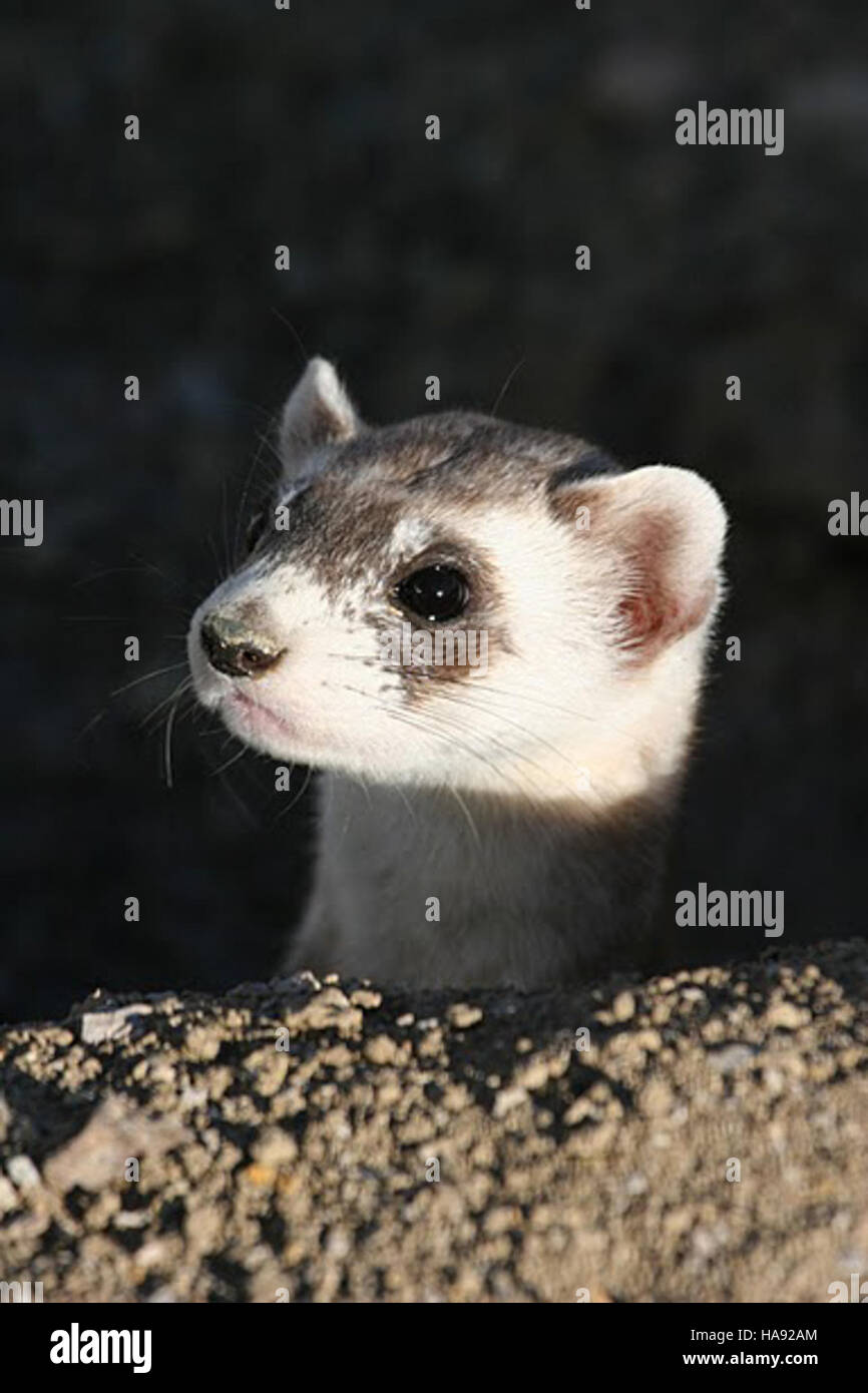 The black-footed ferret, an endangered species, has been the focus of ...