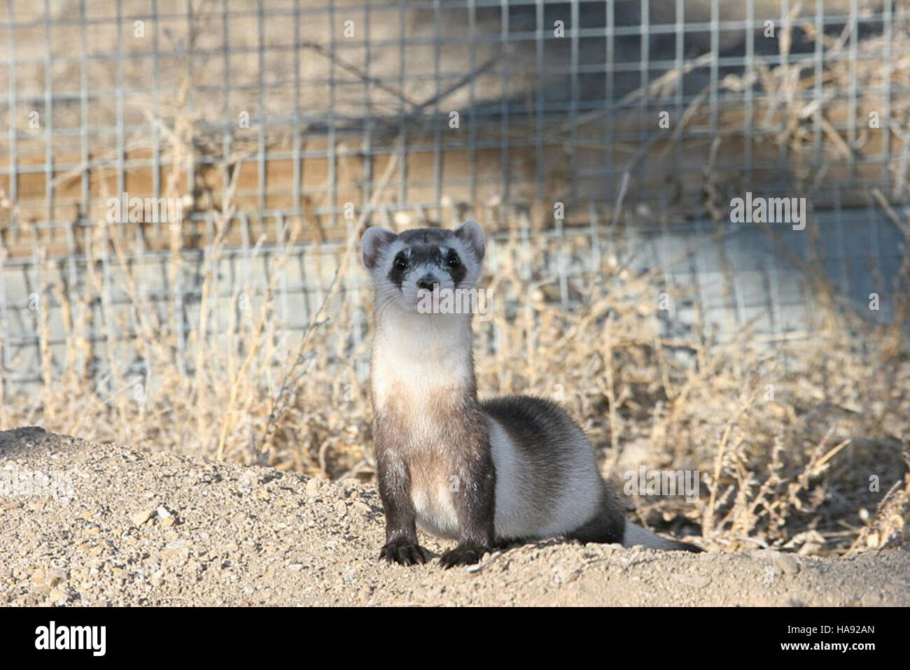 The black-footed ferret, an endangered species, is being studied and ...