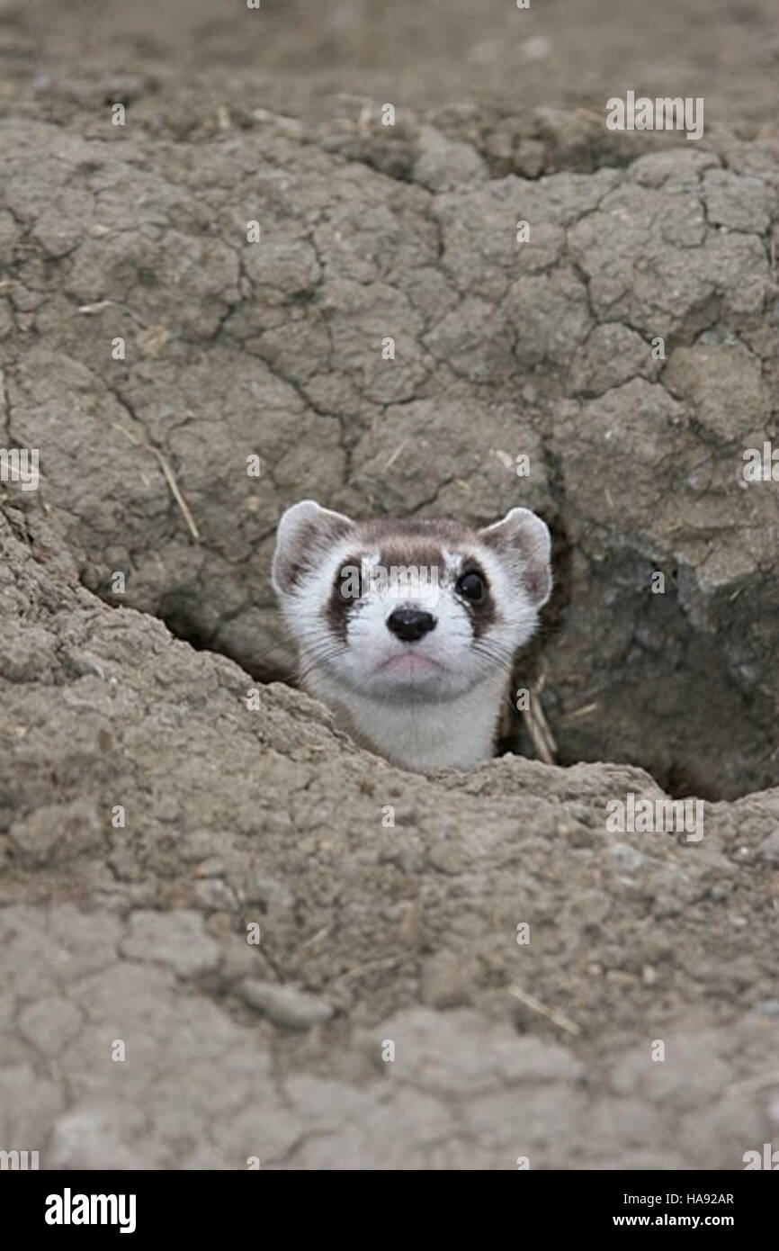 The Black-footed Ferret, once considered extinct, is a key species in U ...