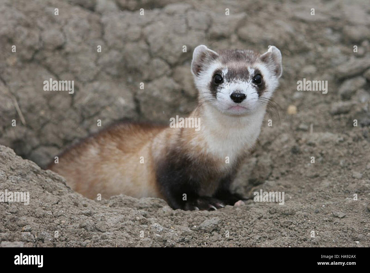 The Black-footed Ferret, an endangered species, is shown in its natural ...