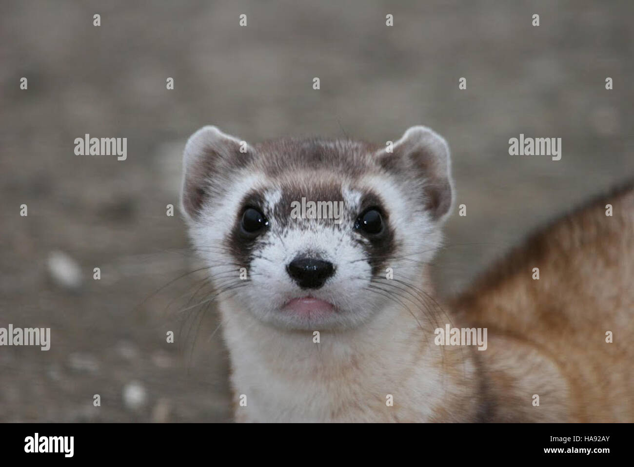 The Black-footed Ferret is an endangered species that has been a key ...