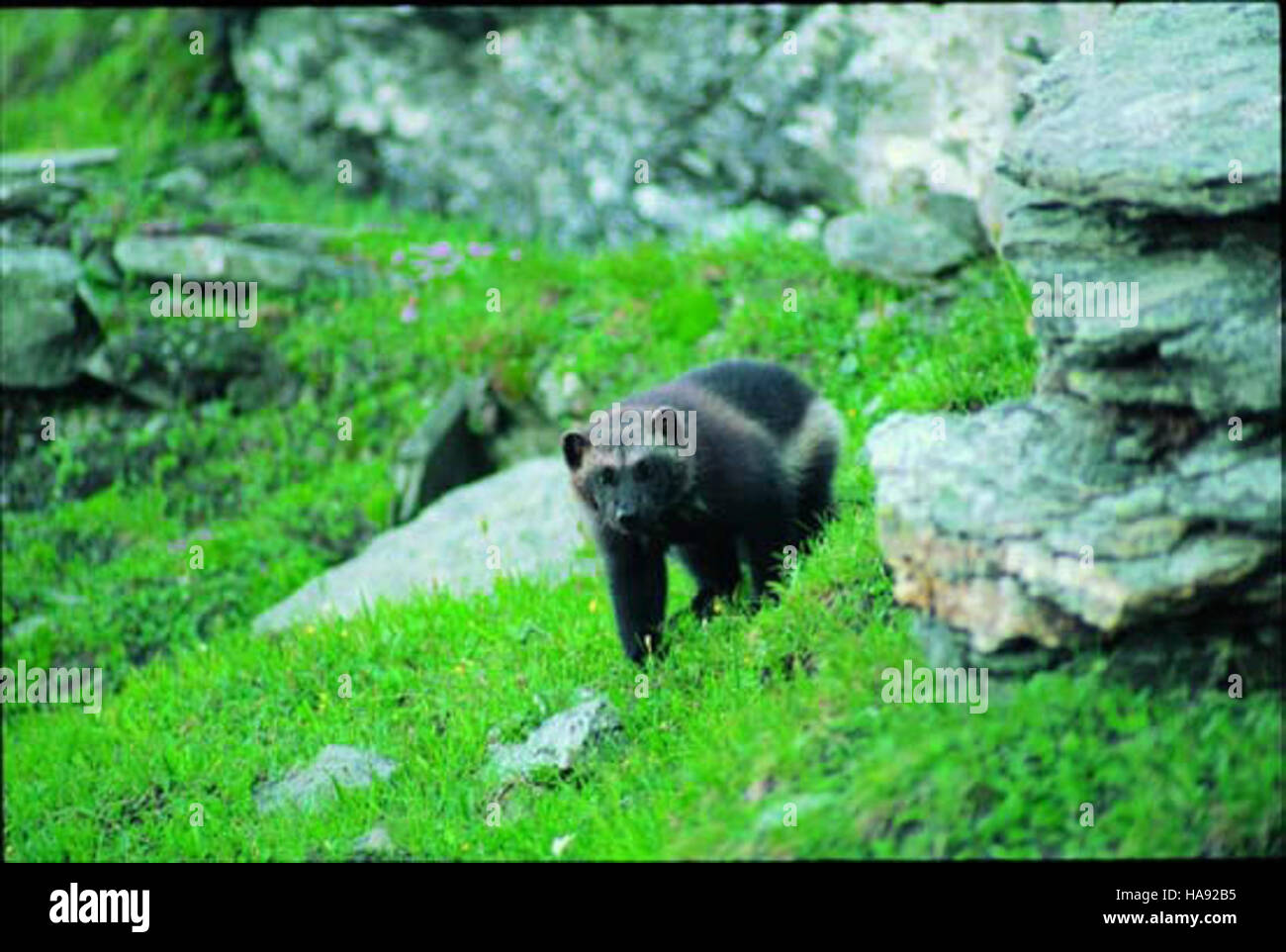 The wolverine, a rare and elusive species, roams in national parks ...