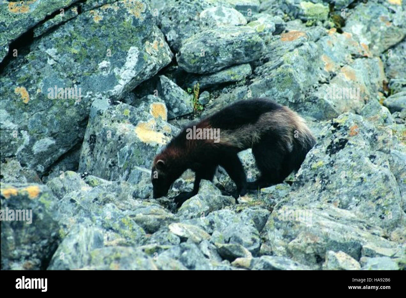 A wolverine is spotted in its natural habitat, perched on the rocks of ...