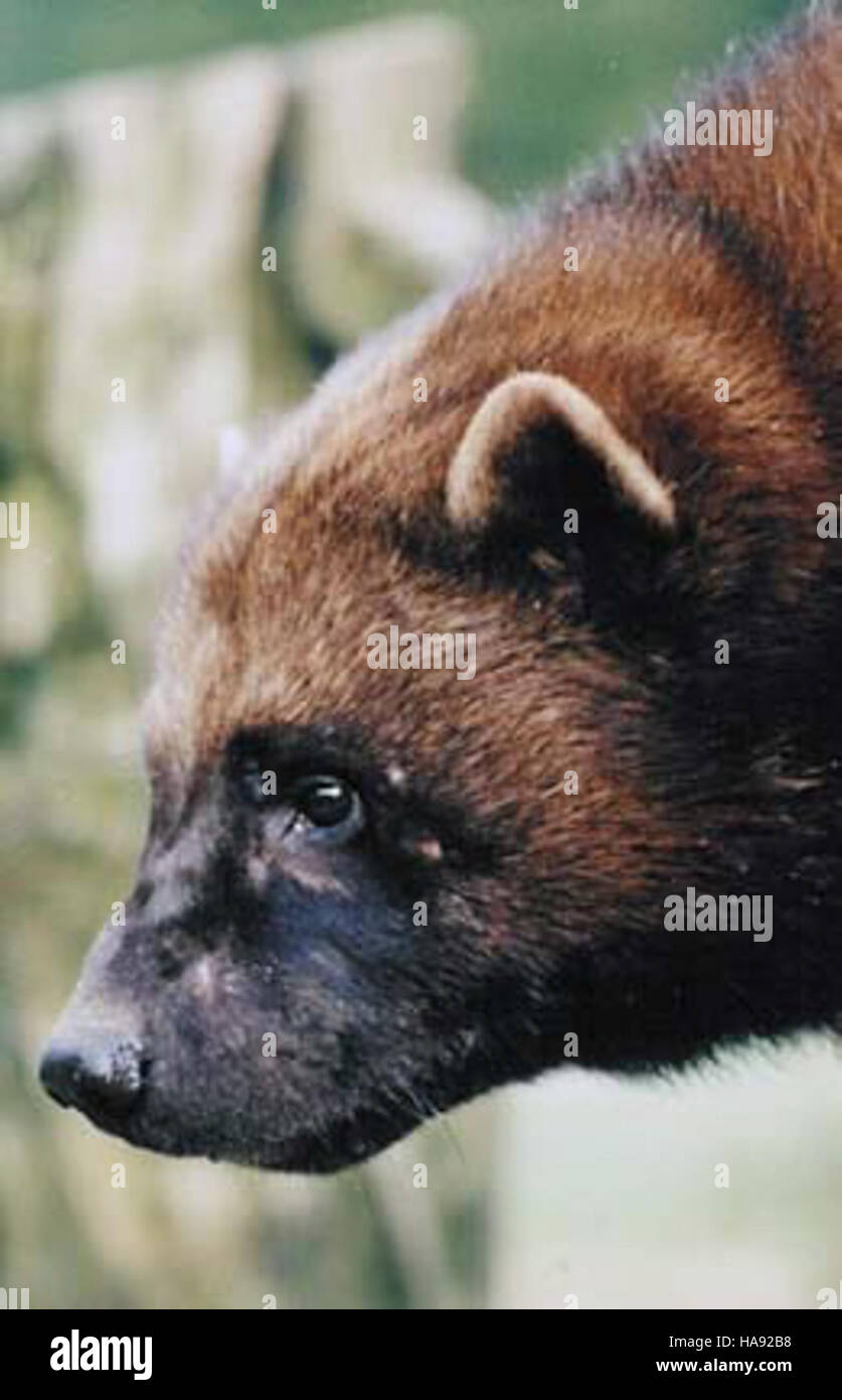 A wolverine in the wild, captured in a national park, highlights the ...