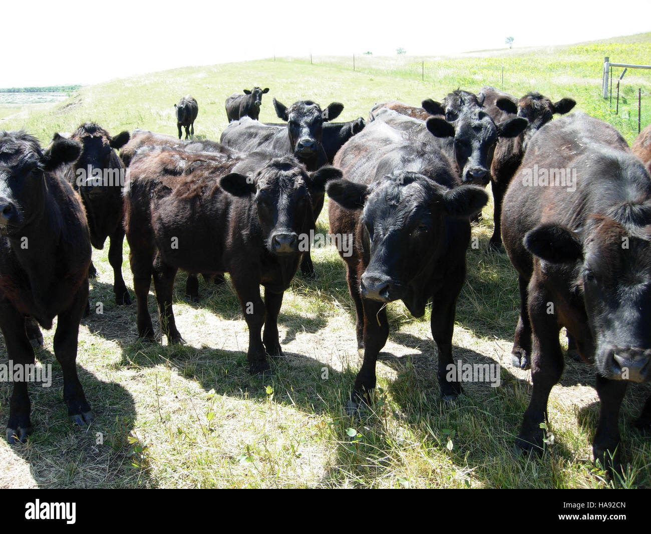 Regulated grazing hi-res stock photography and images - Alamy