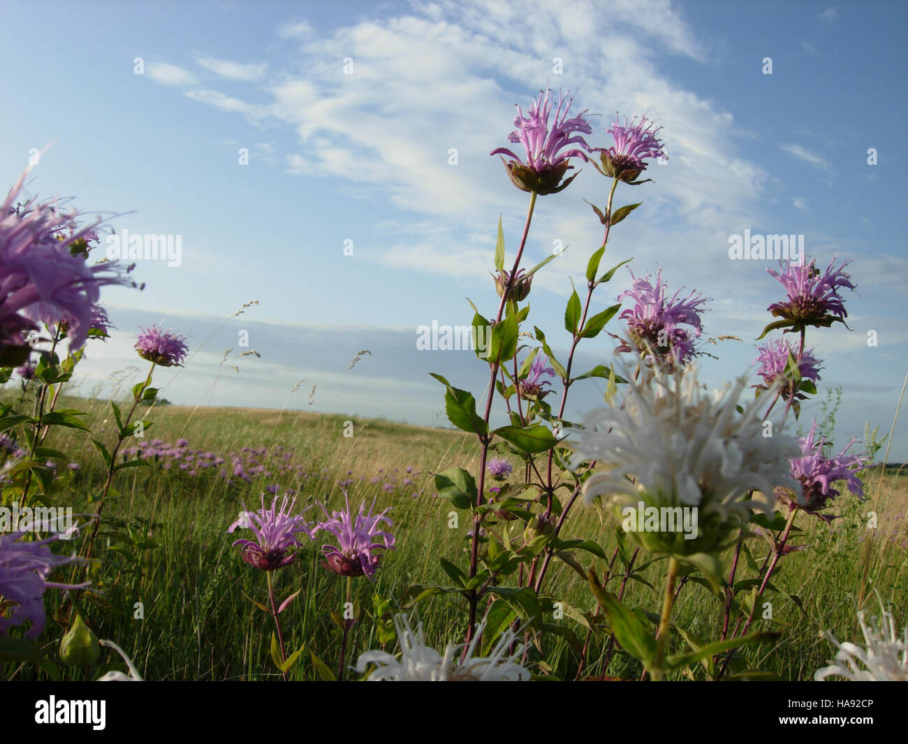 Wild Bergamot, a native flowering plant, thrives in national parks ...