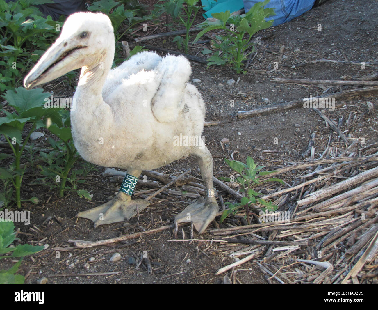 A young banded pelican in a national park, part of efforts to monitor ...