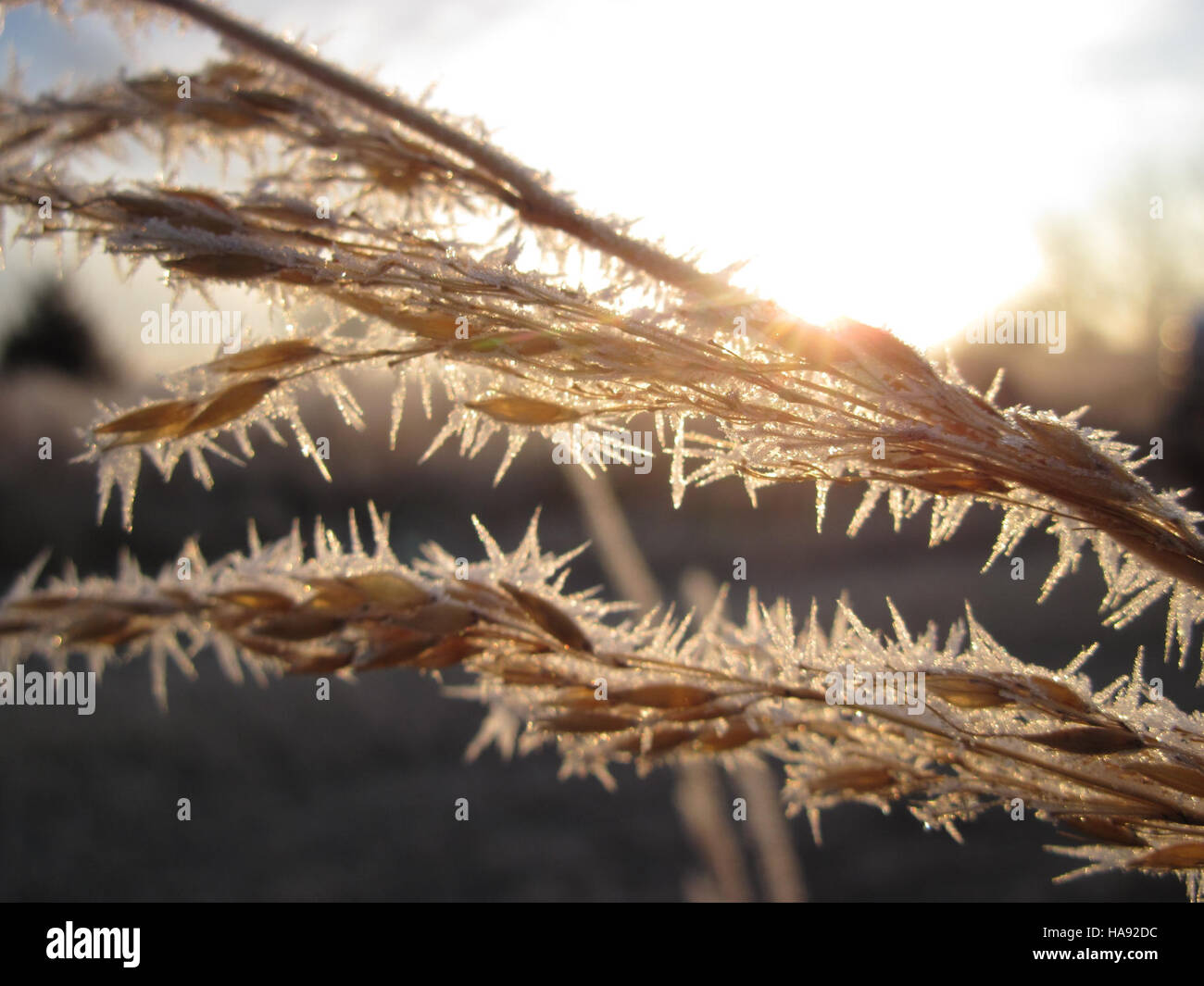 Plant frost protection hi-res stock photography and images - Alamy